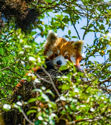 Experiential Red Panda Homestay | Eco Tourism Initiative