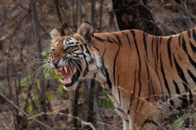 Jaws of Tigers | Tiger Jaws | Tiger Country