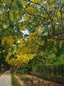 Amaltas Tree – Indian Laburnum & Golden Shower Tree