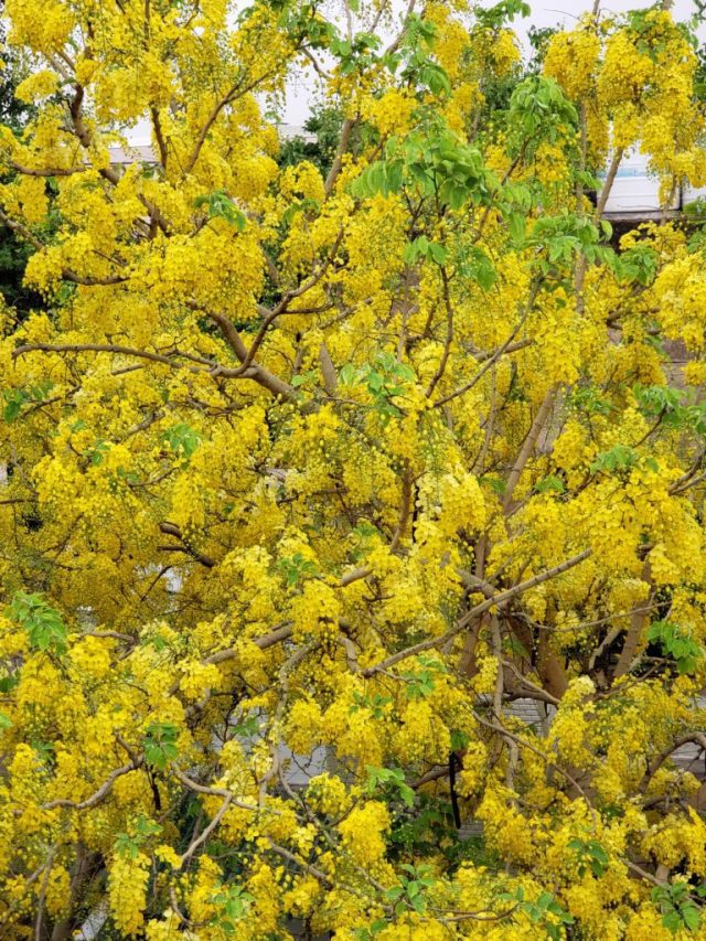 Amaltas Tree | Indian Laburnum Tree | Golden Shower Tree