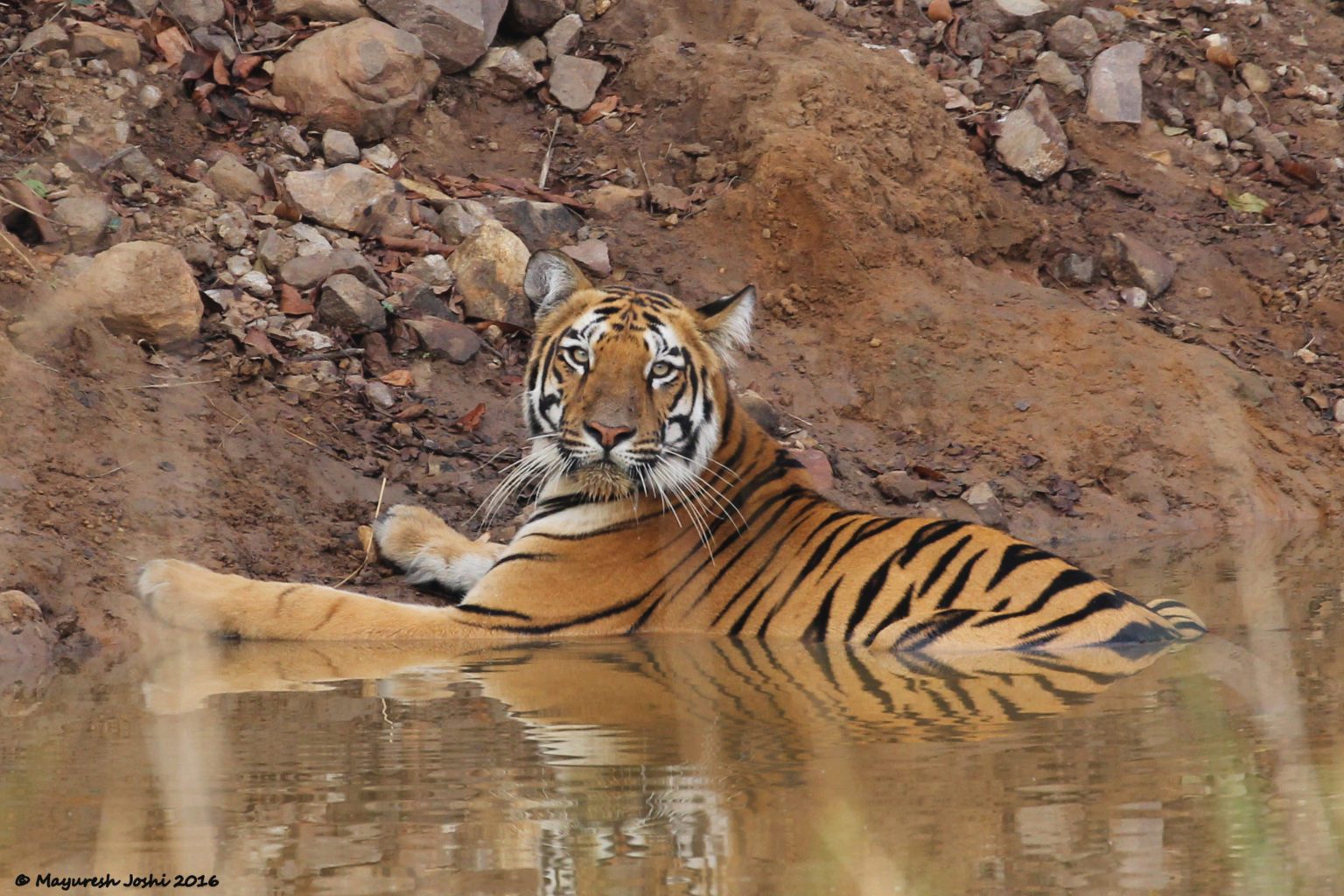 Discover the Best Gates in Tadoba Andhari Tiger Reserve