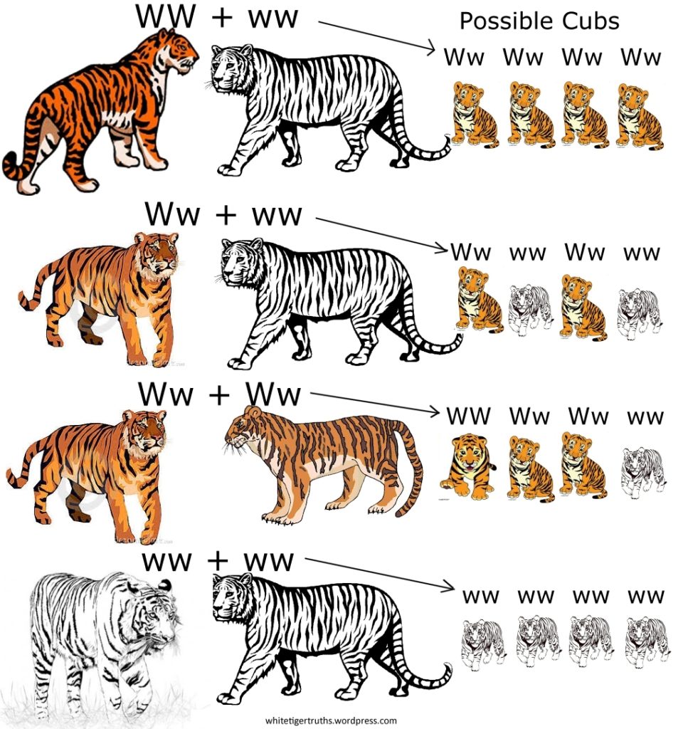 whitetigergeneticswp | Tech Blogger