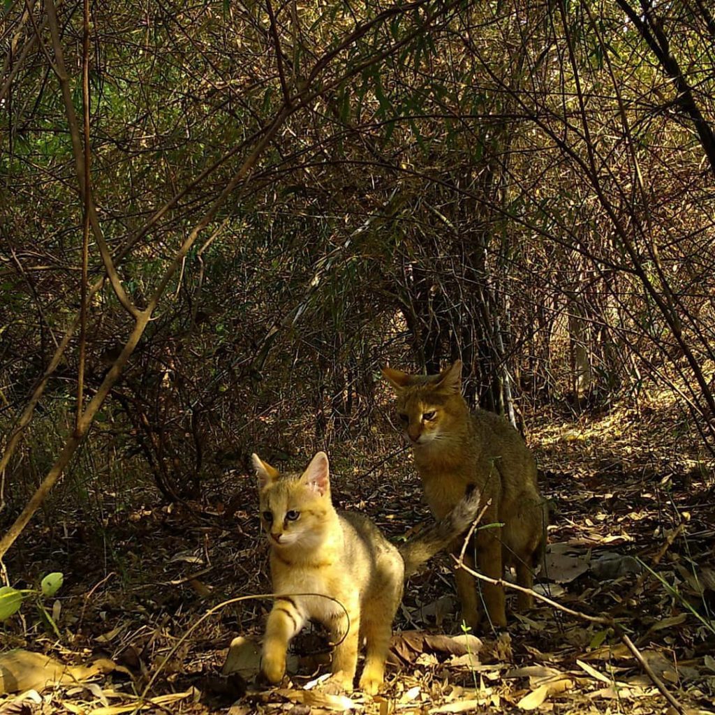Wild Cats of India | Big Cats Of India | Small Cats