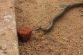 Snakes In India | Snakes of India | Types of Venomous Snakes