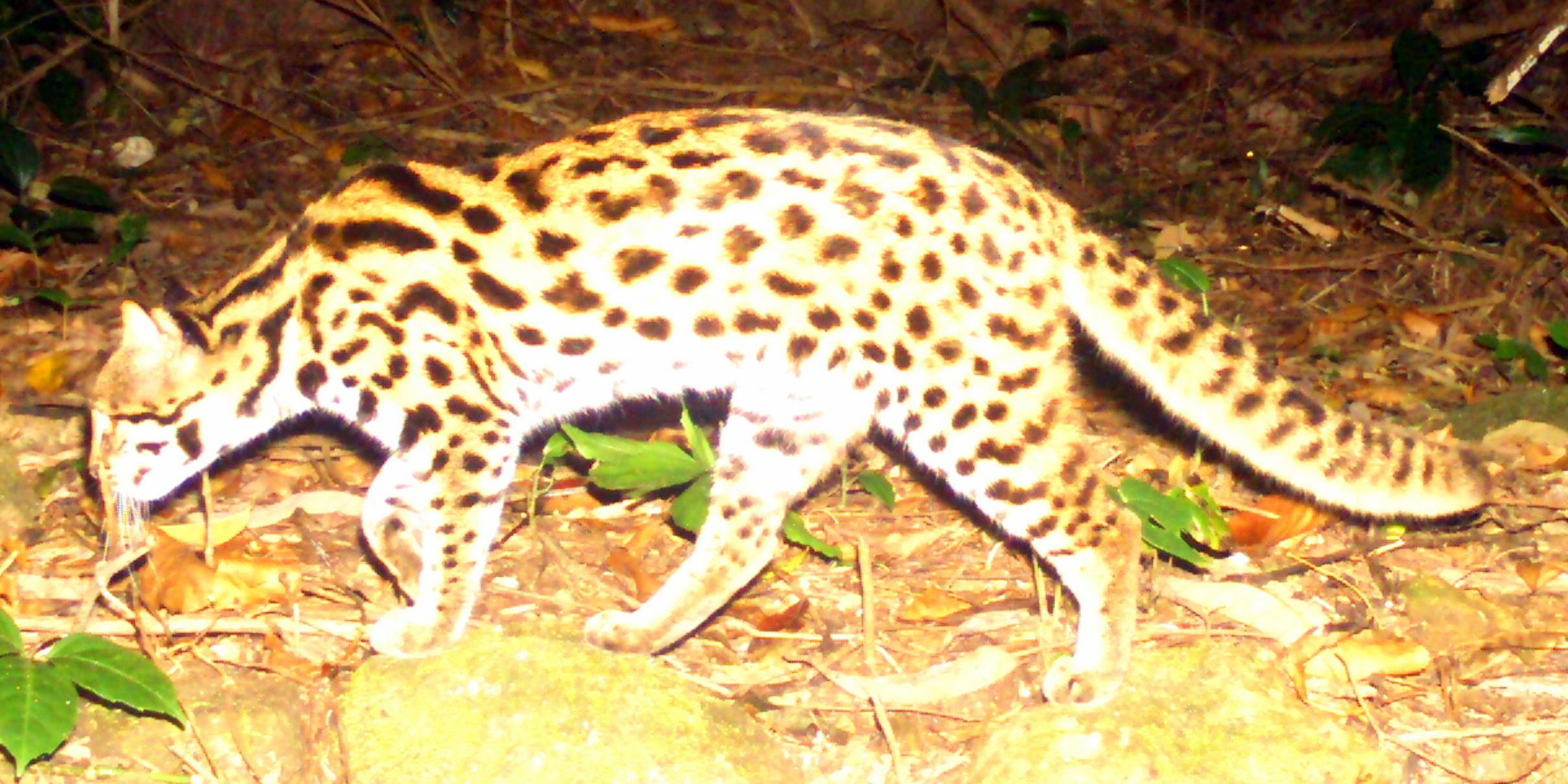 leopard Cat
