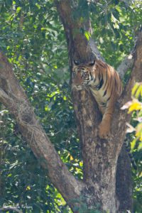 15 Interesting Facts About Tigers | Facts About Tigers