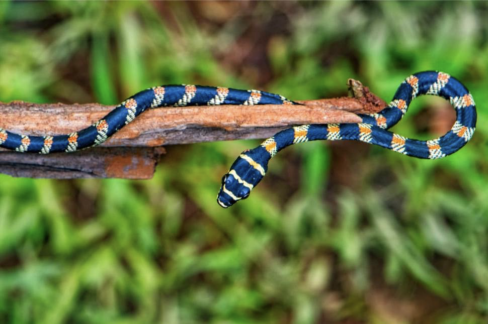Facts About Snakes In India Pugdundee Safaris Facts About Snakes In India Pugdundee Safaris