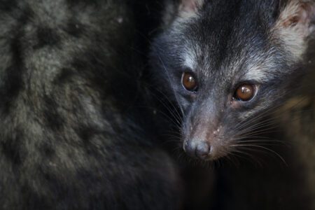 Civets Of India | Palm Civet | Small Indian Civet