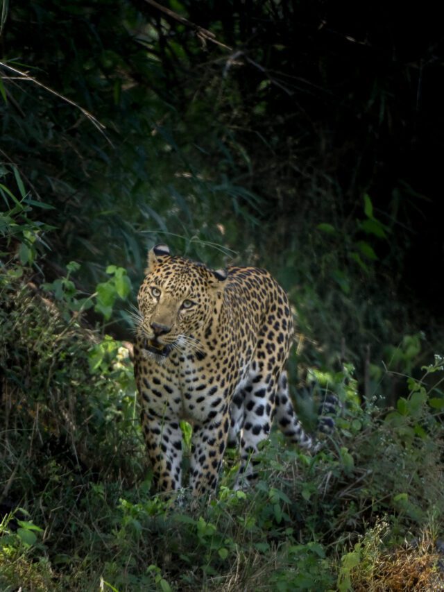 Gates & Zones of Kanha National Park