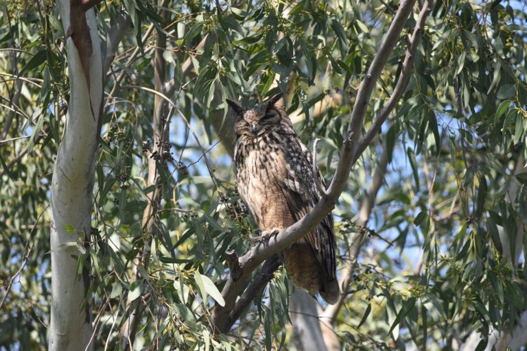 Owls in India | Owls of Central India | Owls in India | Pugdundee