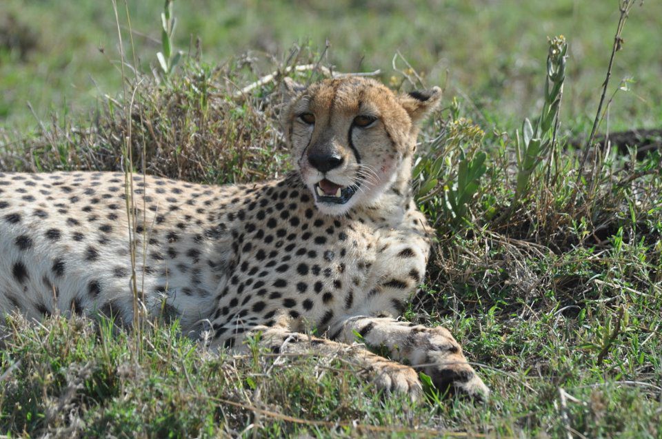 cheetah-1 | Pugdundee Safaris Blog