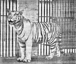 White Tigers in India – History, Genetics & Legacy