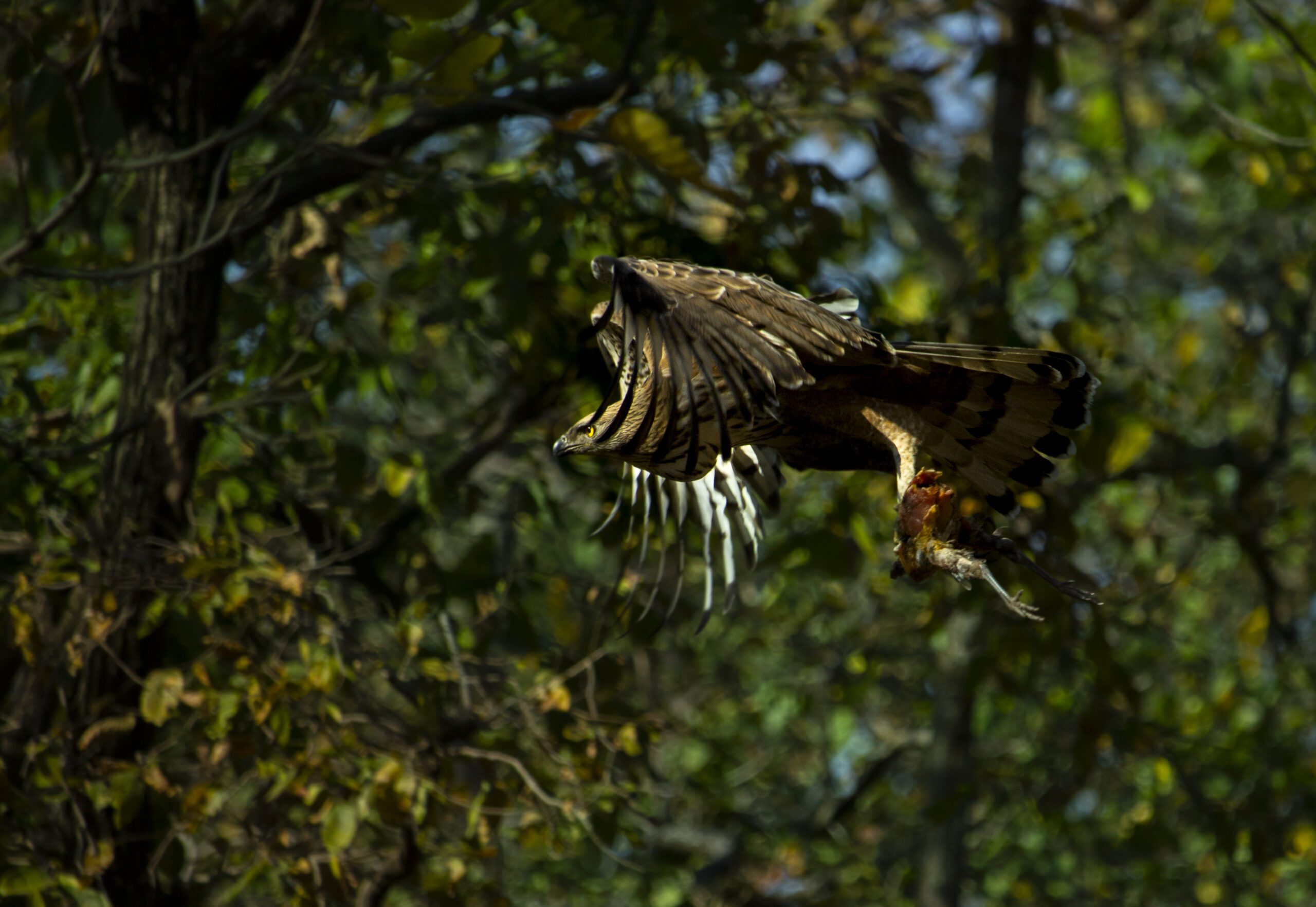 Crested Hawk Eagle with kill | Tech Blogger
