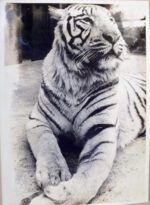 White Tigers in India – History, Genetics & Legacy