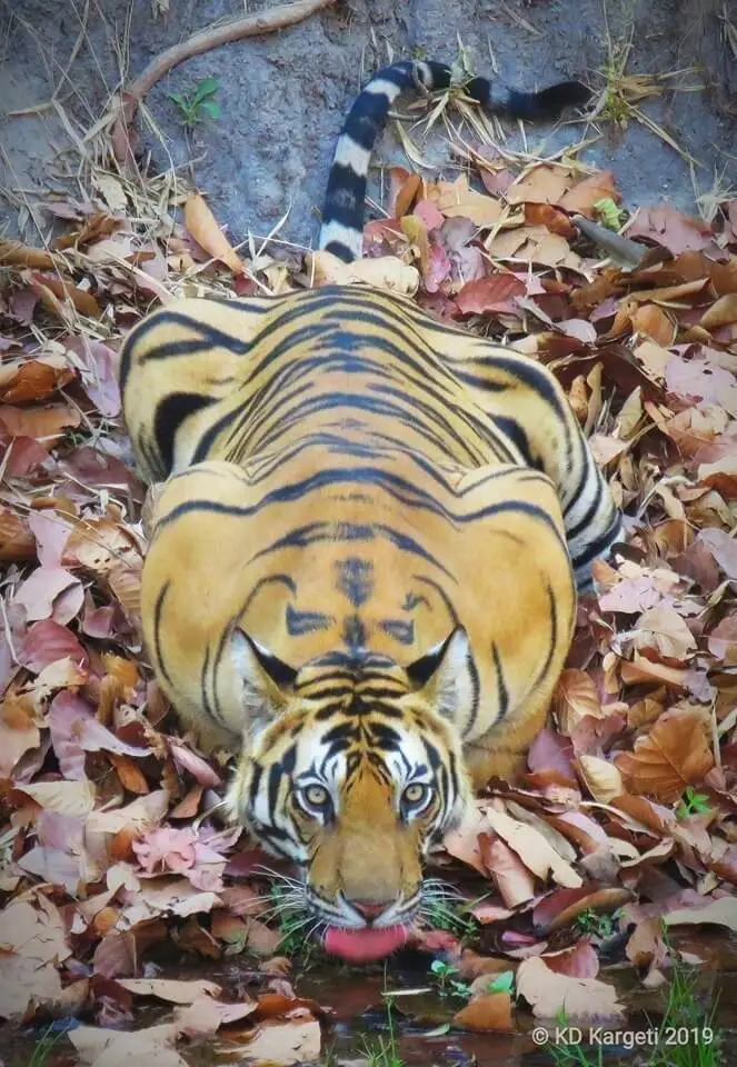 6 Top Tiger Photography Tips | Tiger Photography In India