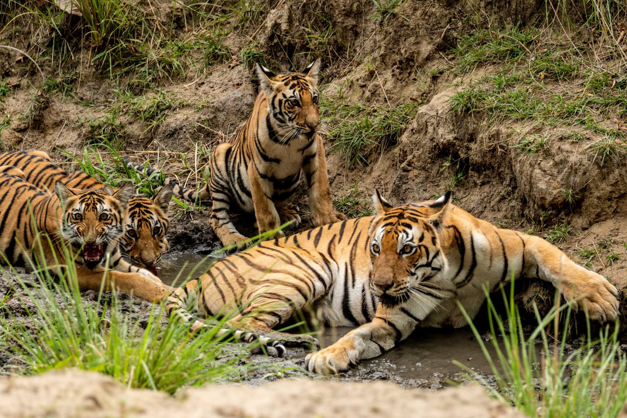 Tiger Cubs in India | Pugdundee Safaris