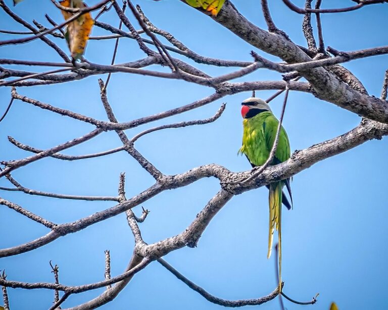 Parakeets in India | 12 Beautiful Parakeet Species Explained