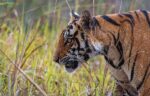 Communication in Tigers: Understanding Tiger Sounds a Behavior