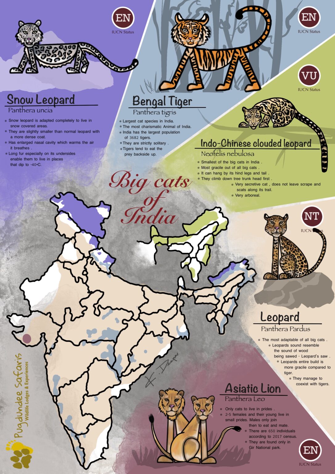 Wild Cats of India | Big Cats Of India | Small Cats of India