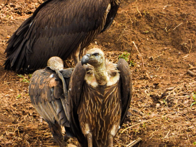 Vultures of India: Guardians of the skies | Vulture Species