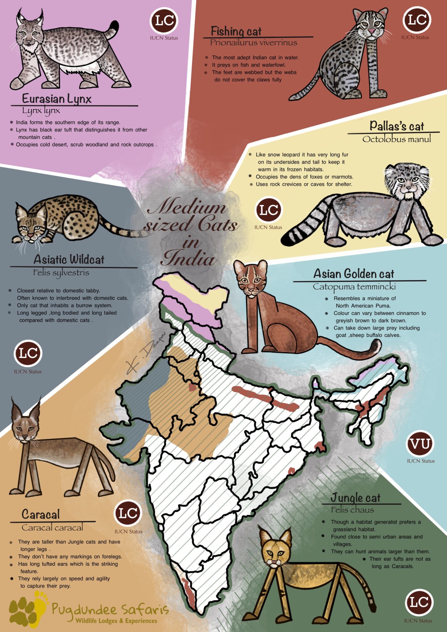 Wild Cats of India | Big Cats Of India | Small Cats of India