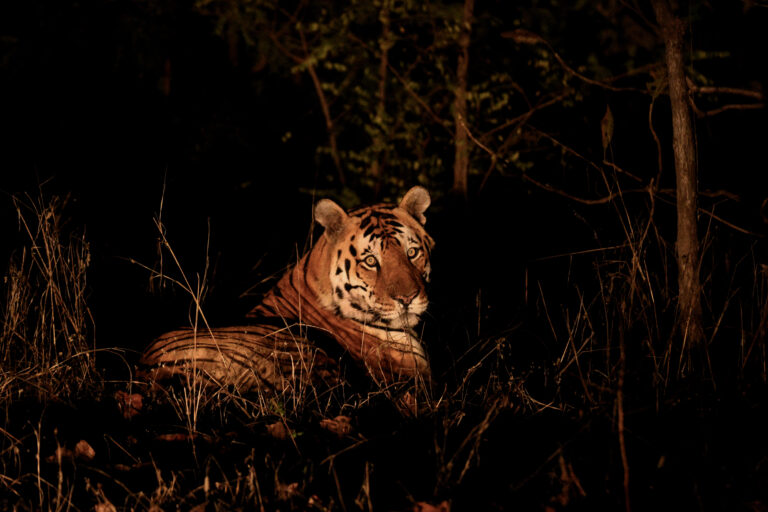 Everything About The Royal Bengal Tiger in India
