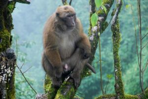 Primates in India | Guide to India's Diverse Monkey Species