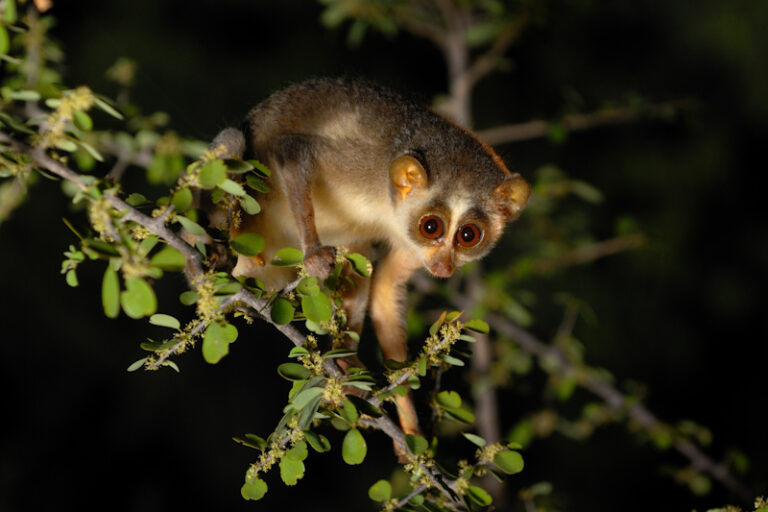 Primates in India | Guide to India's Diverse Monkey Species