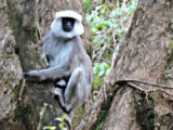 Primates in India | Guide to India's Diverse Monkey Species