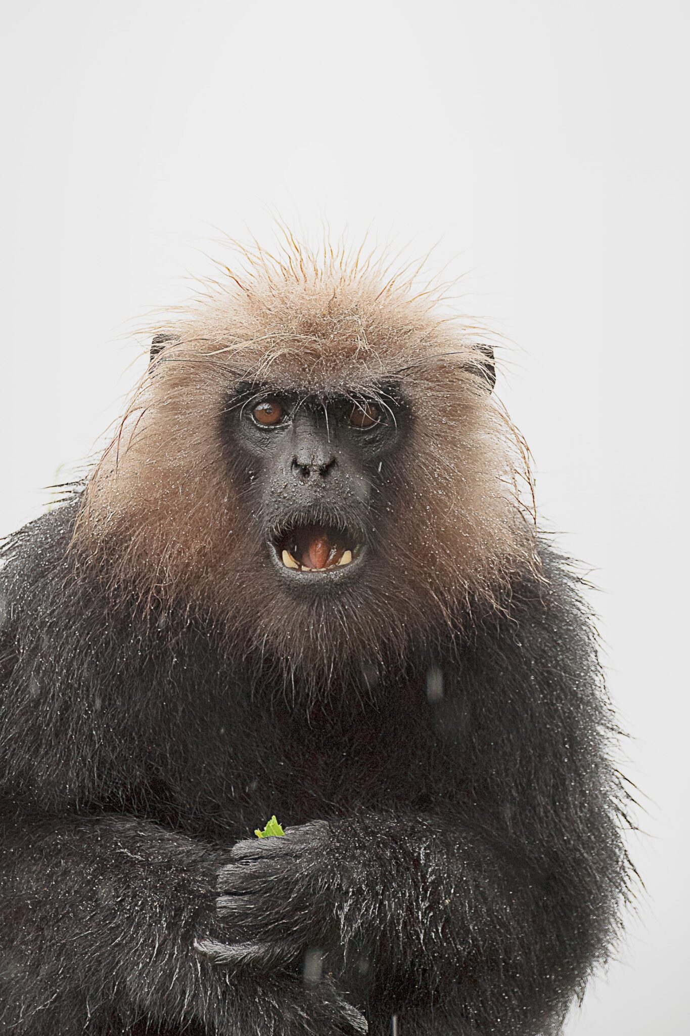 Primates in India | Guide to India's Diverse Monkey Species