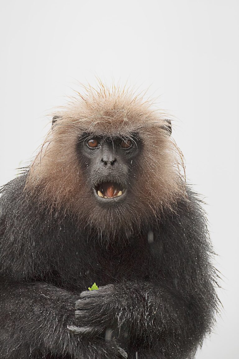 Primates in India | Guide to India's Diverse Monkey Species