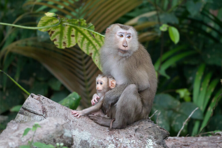 Primates in India | Guide to India's Diverse Monkey Species