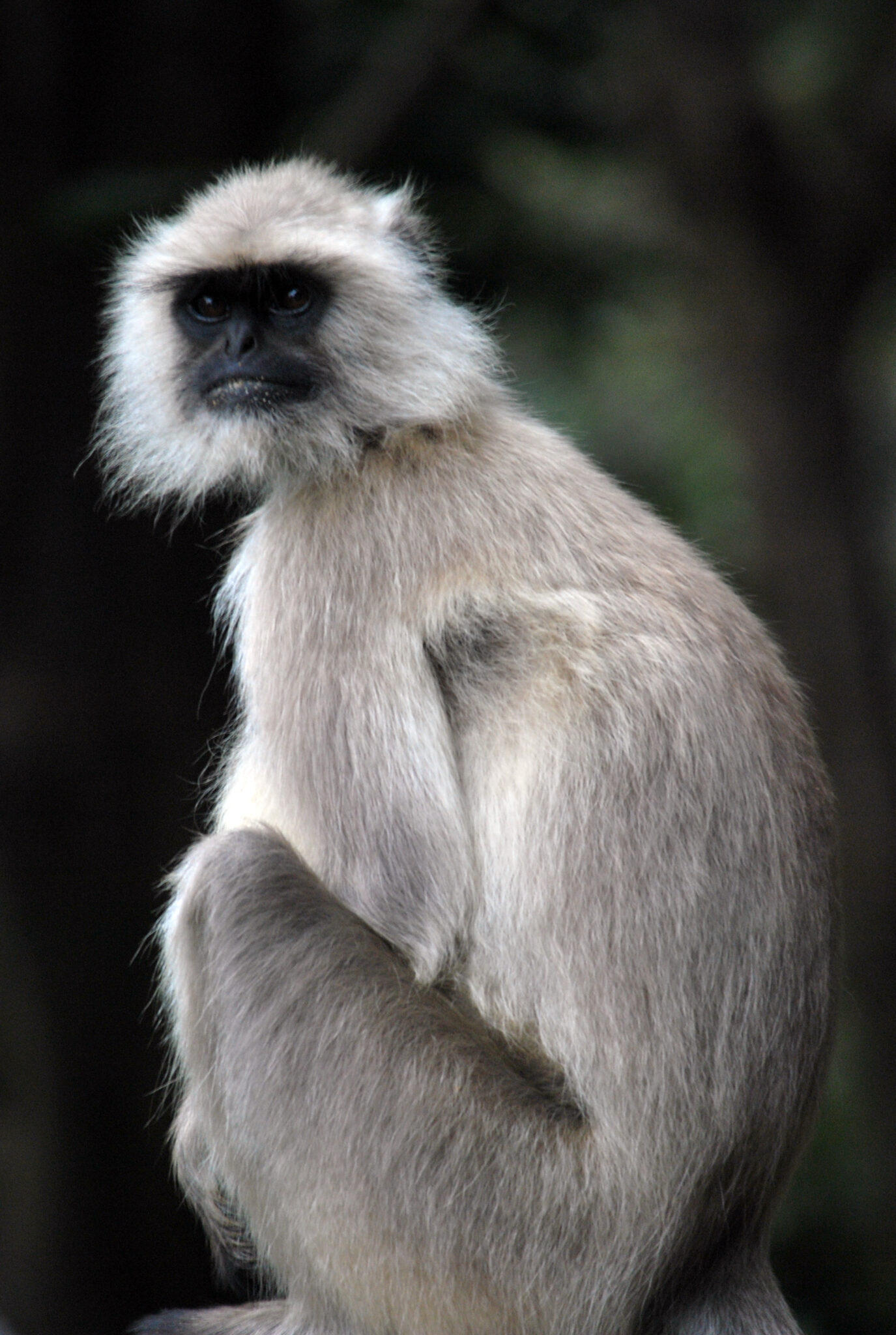 Primates in India | Guide to India's Diverse Monkey Species