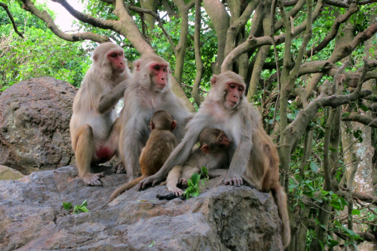 Primates in India | Guide to India's Diverse Monkey Species