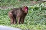 Primates in India | Guide to India's Diverse Monkey Species