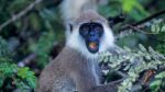 Primates in India | Guide to India's Diverse Monkey Species