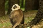Primates in India | Guide to India's Diverse Monkey Species