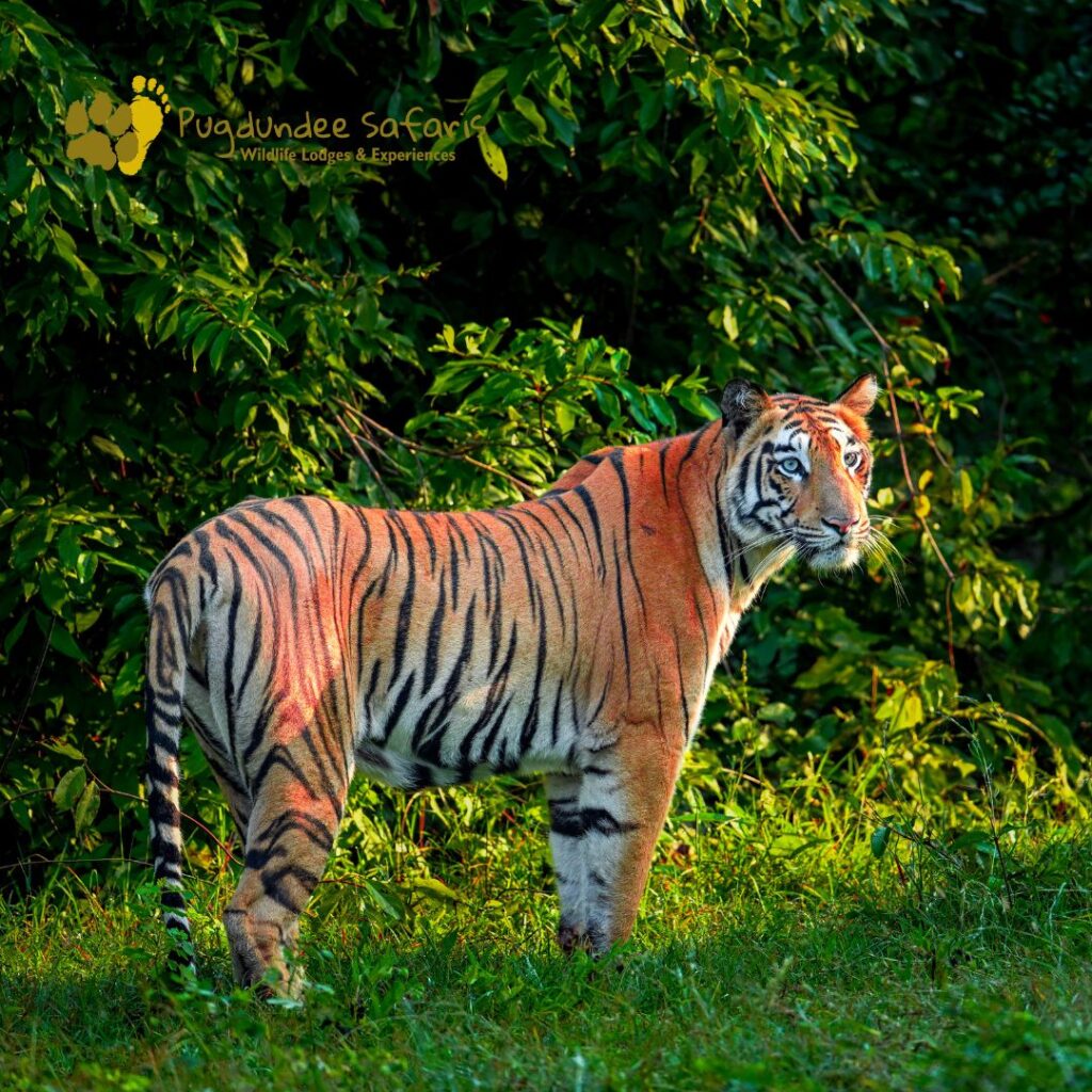 Tiger Safari India: Best Time to Visit & Monthly Guide