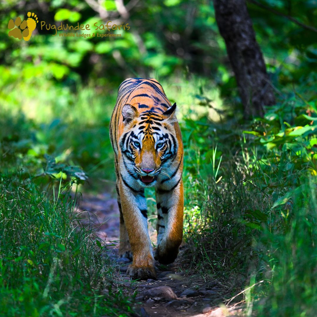 Tiger in lush green monsoon landscape | Tech Blogger