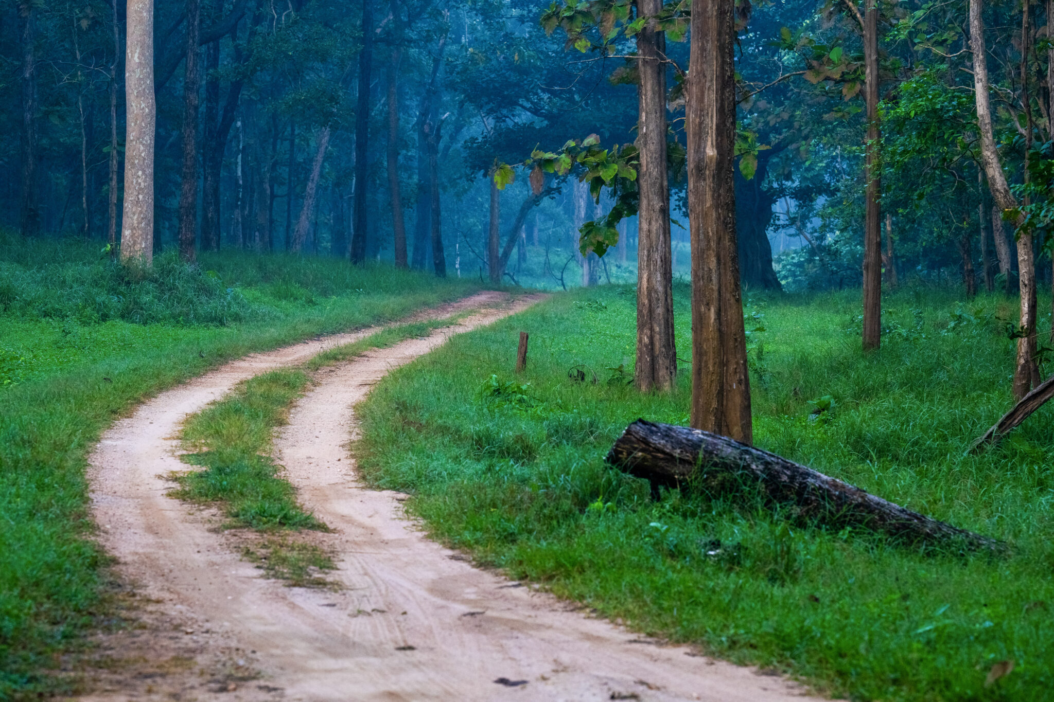 Poem – Jungle Grows in Me | Poetry on Wildlife