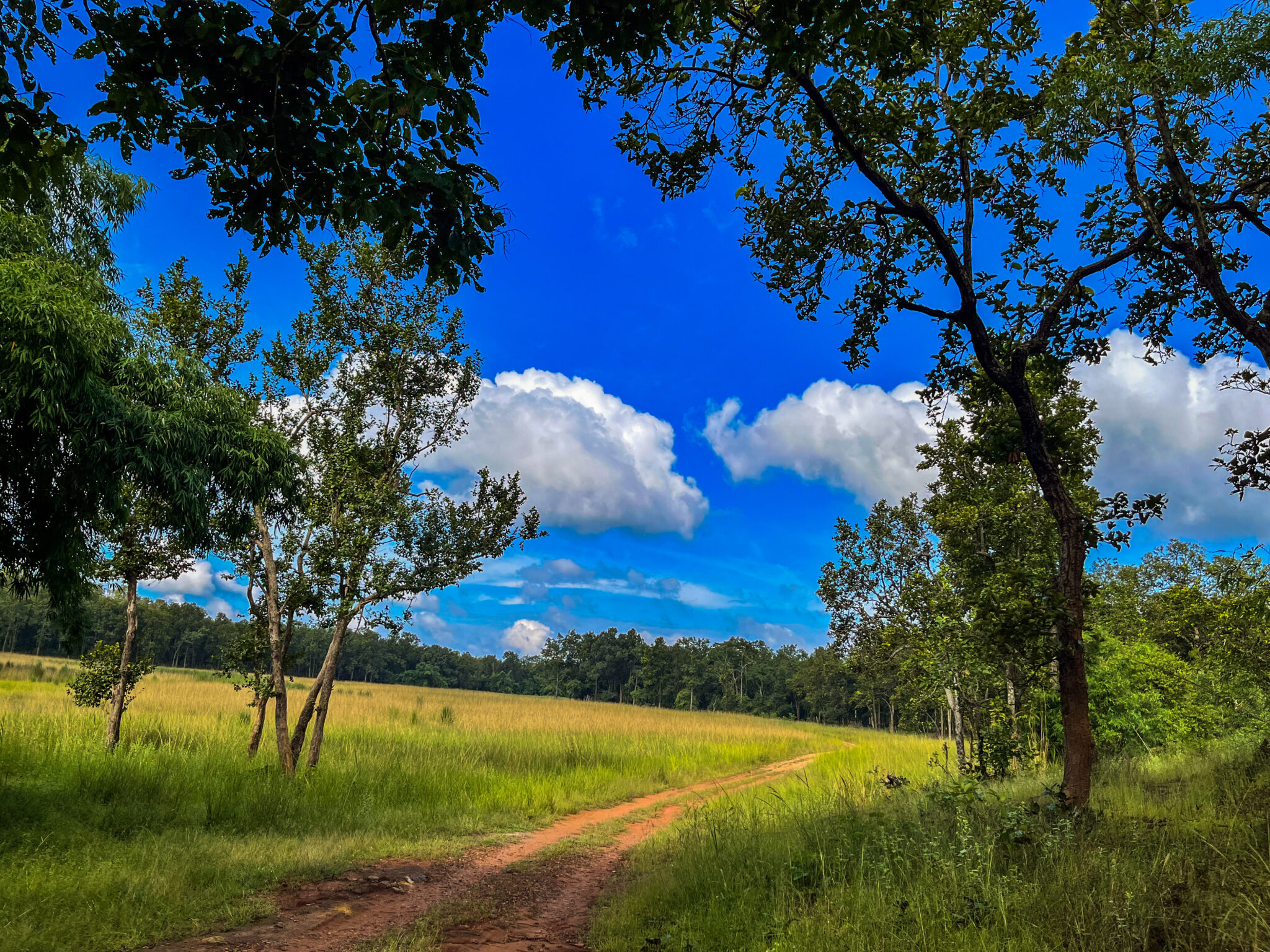 Poem – Jungle Grows in Me | Poetry on Wildlife