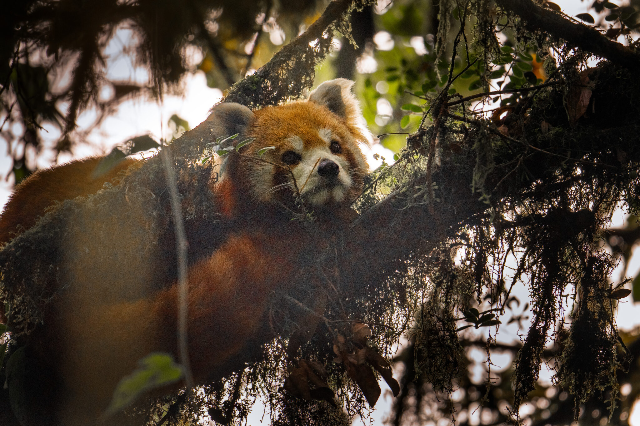 Red Panda: Habitat, Behavior, Threats & Conservation Guide!