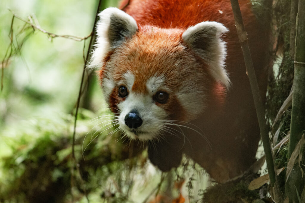 Red Panda: Habitat, Behavior, Threats & Conservation Guide!