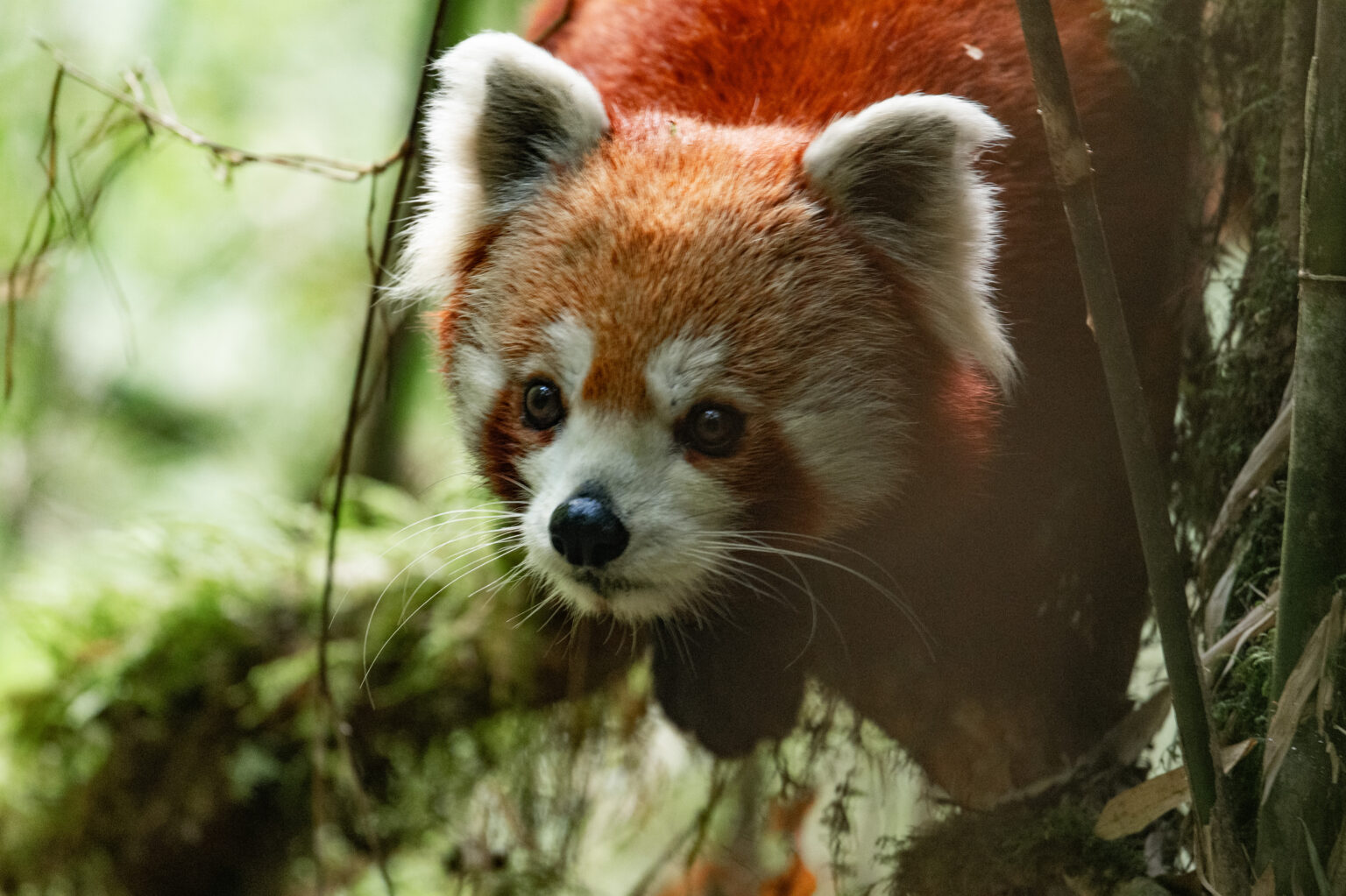 Red Panda: Habitat, Behavior, Threats & Conservation Guide!