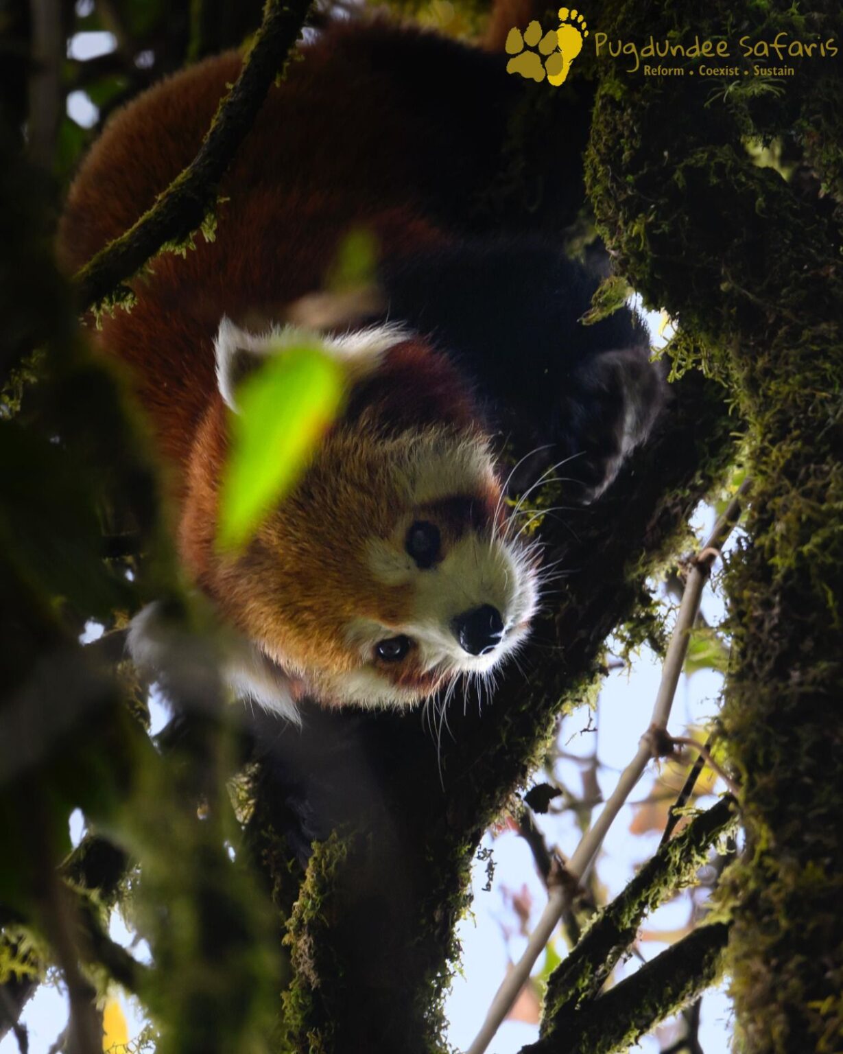 Red Panda: Habitat, Behavior, Threats & Conservation Guide!