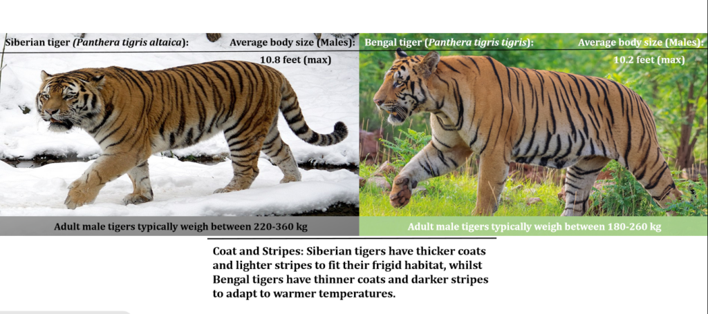 Siberian Tiger vs Bengal Tiger: Who Reigns the Wild?