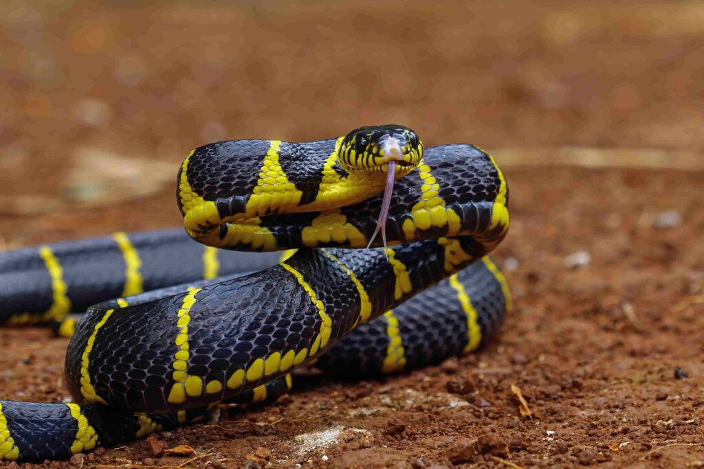 Top 10 Venomous Snakes in India | Deadly & Iconic Species