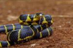 Top 10 Venomous Snakes in India | Deadly & Iconic Species