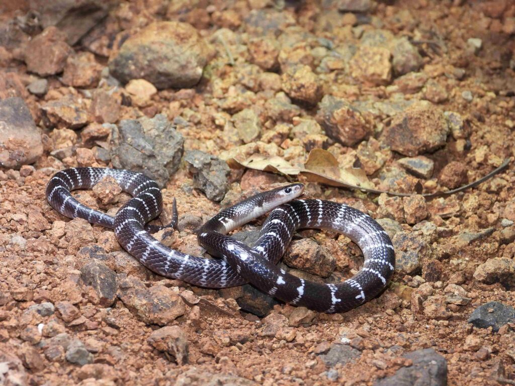 Top 10 Venomous Snakes in India | Deadly & Iconic Species