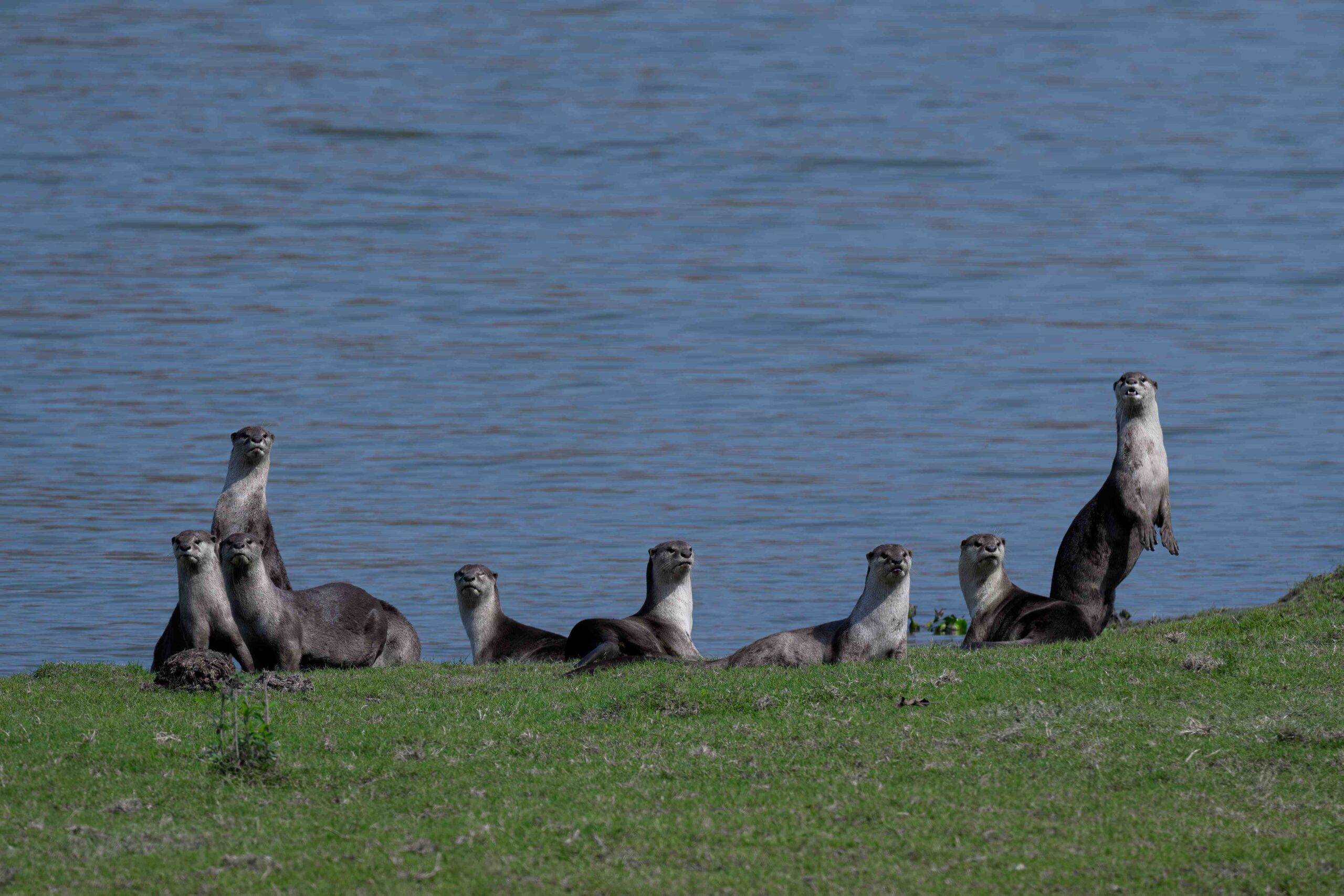 Otter Family | Pugdundee Safaris Blog